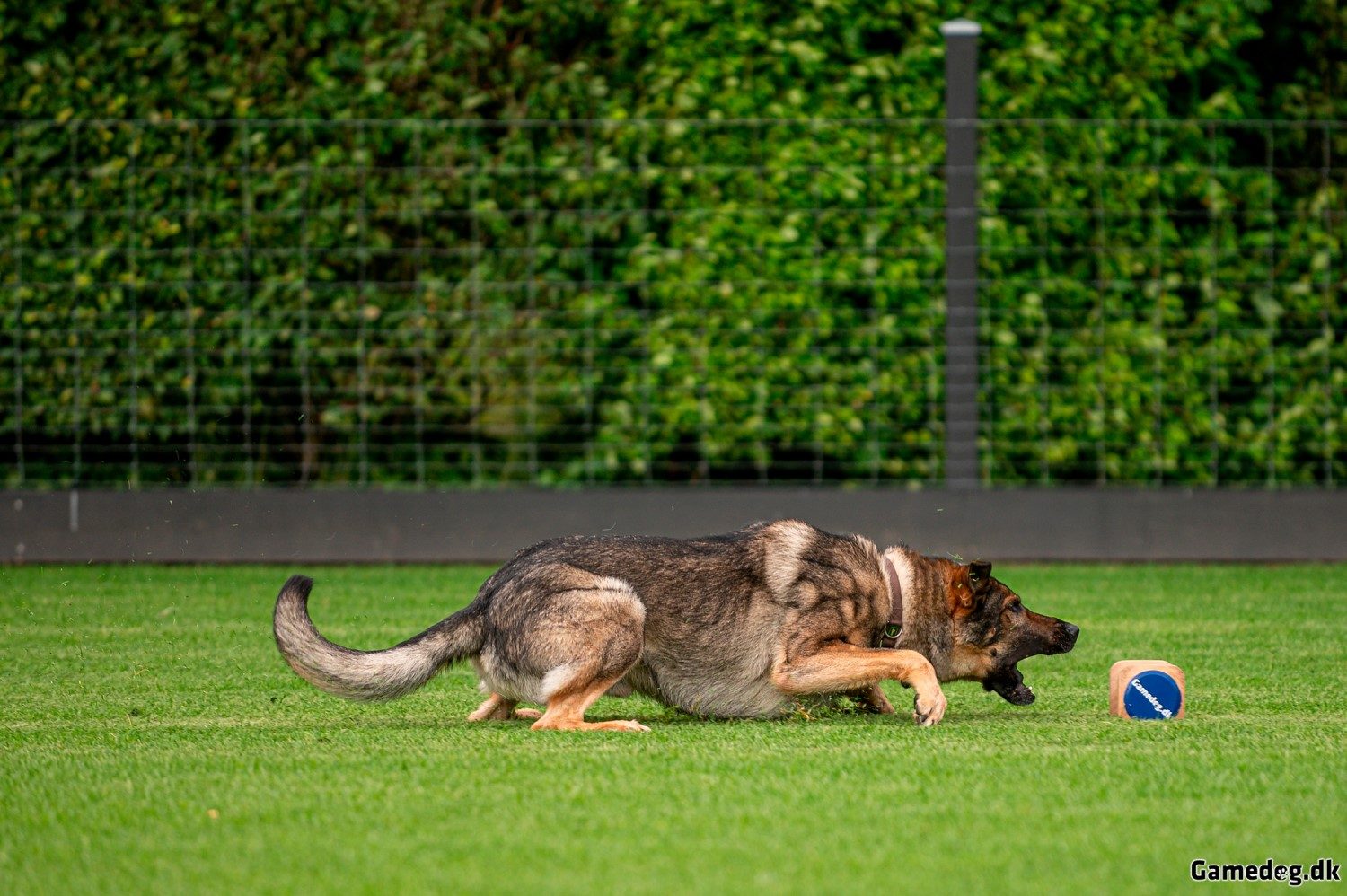 Gamedog blogg - Gamedog.no